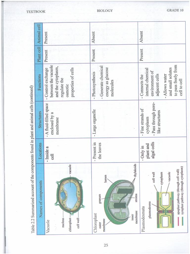 Grade 10 Biology 30 60 Update | PDF