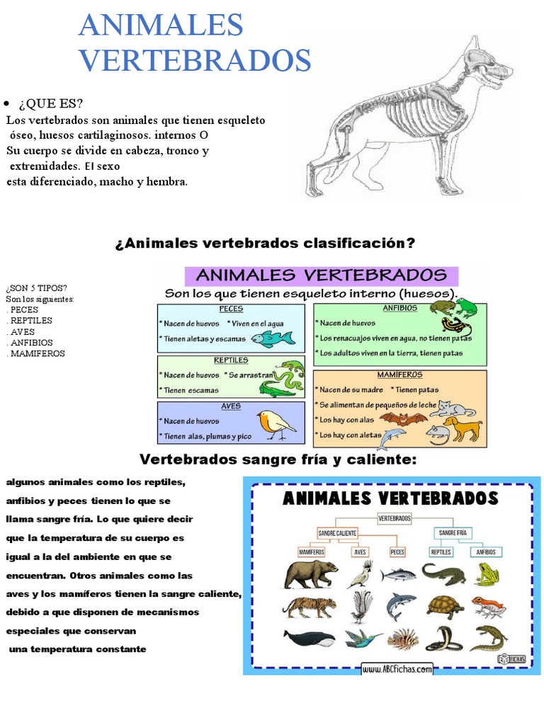 Clasificación de Animales Vertebrados | PDF