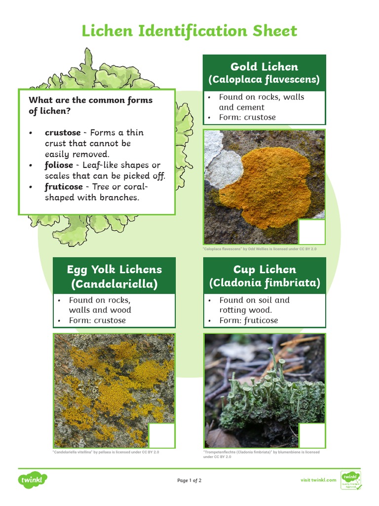 Lichen Identification Sheet Pdf