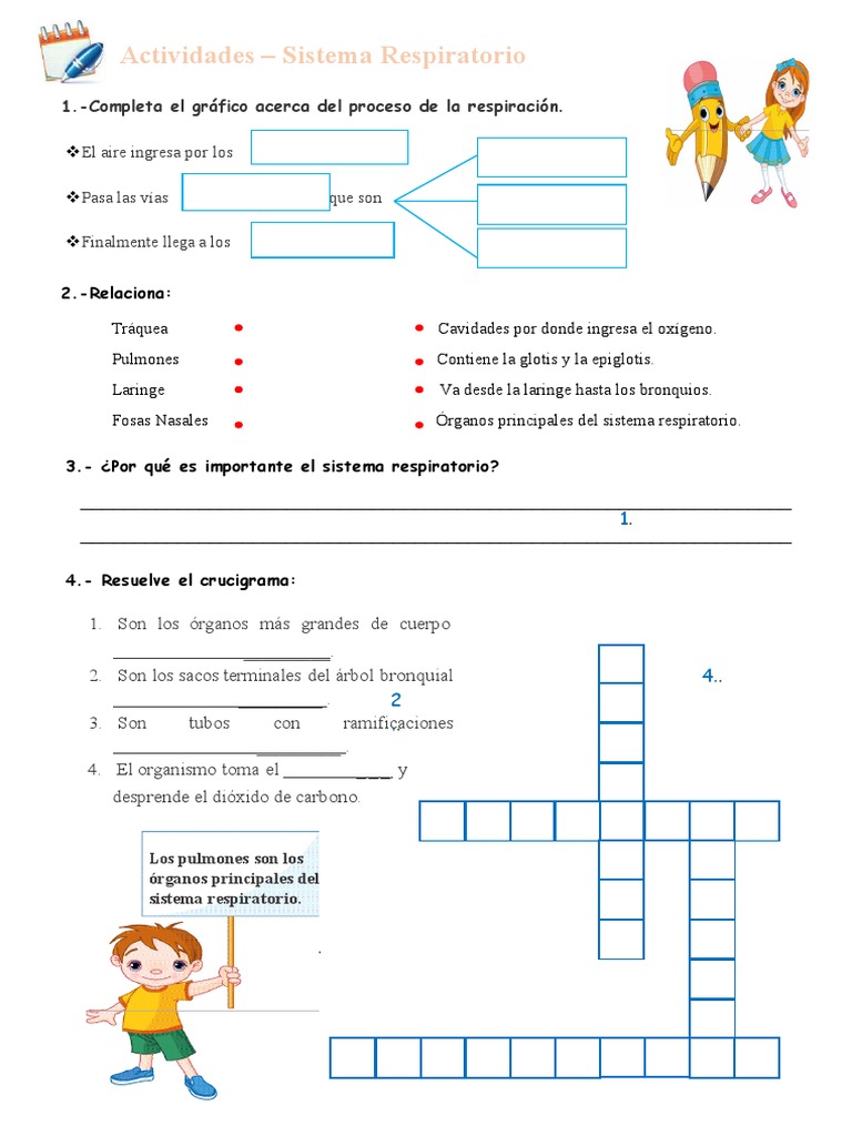 Actividades sobre el Sistema Respiratorio | PDF | Ciencia y matemáticas
