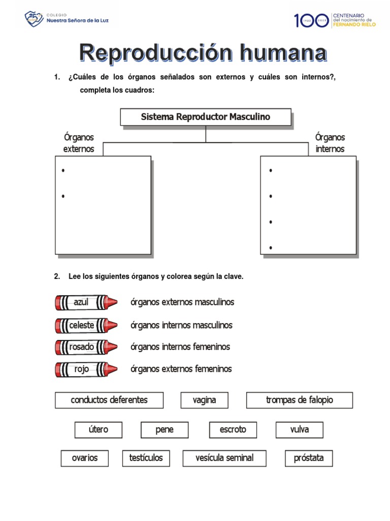 Ficha Reproducción Humana | PDF