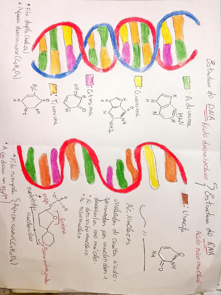 Dna e Rna | PDF