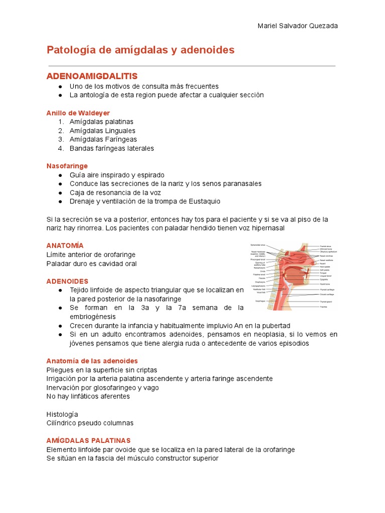 Amígdalas | PDF | Inmunología | Enfermedades y trastornos