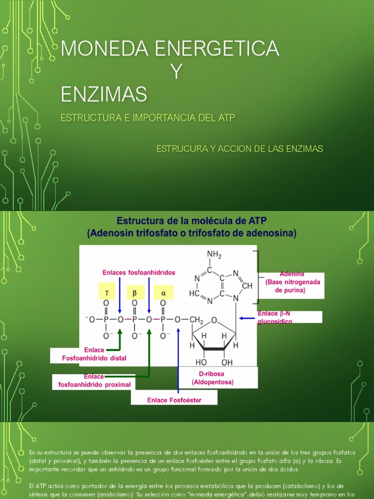 Estructura y Función del ATP como Moneda Energética | PDF