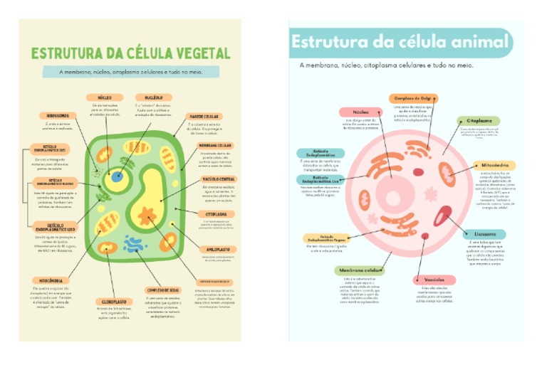 Estrutura - Células Animal e Vegetal | PDF