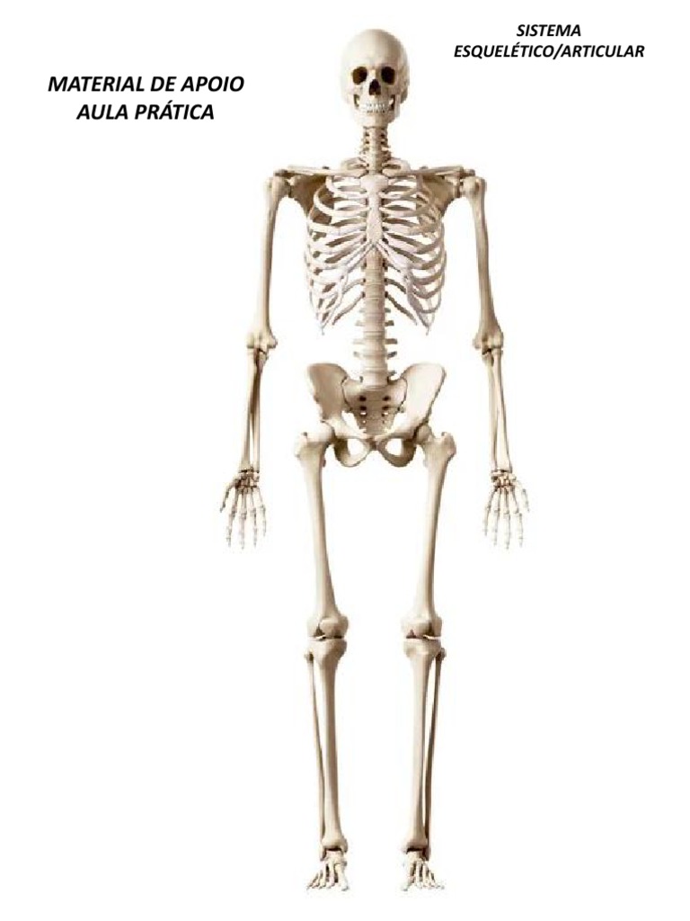 1 - Sistema Esquelético - Articular | PDF
