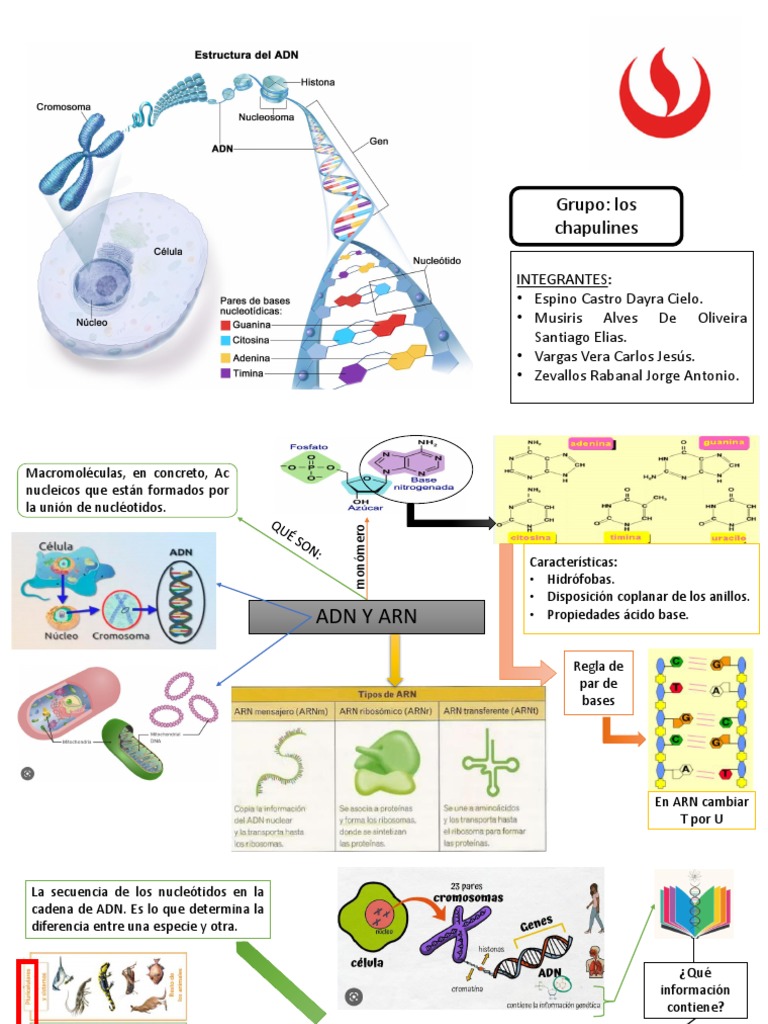 Esquemas de ADN Y ARN | PDF