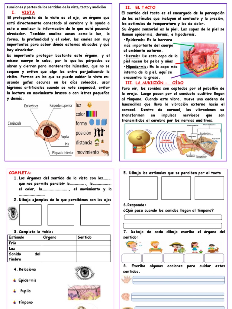 16-05 Ficha Sentidos Tacto, Vista, Audiciòn | PDF
