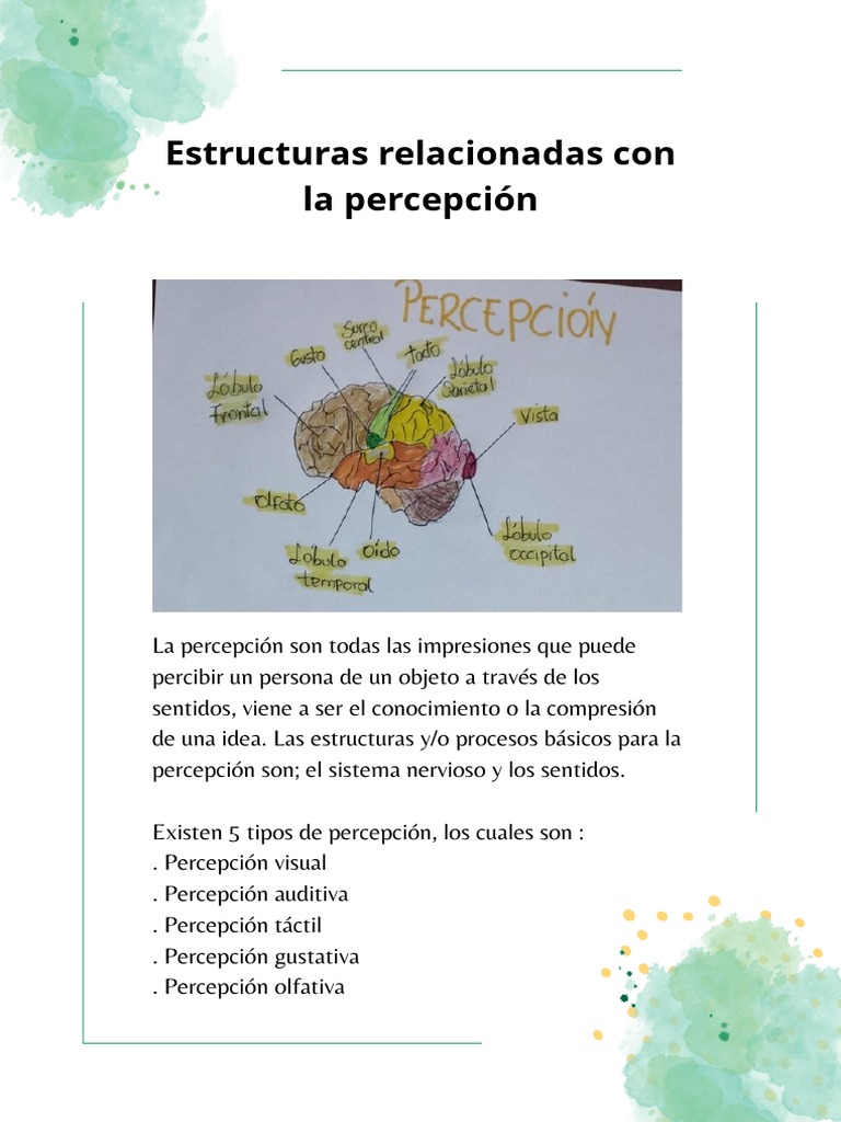 S8. Estructuras Relacionadas Con La Percepción | PDF