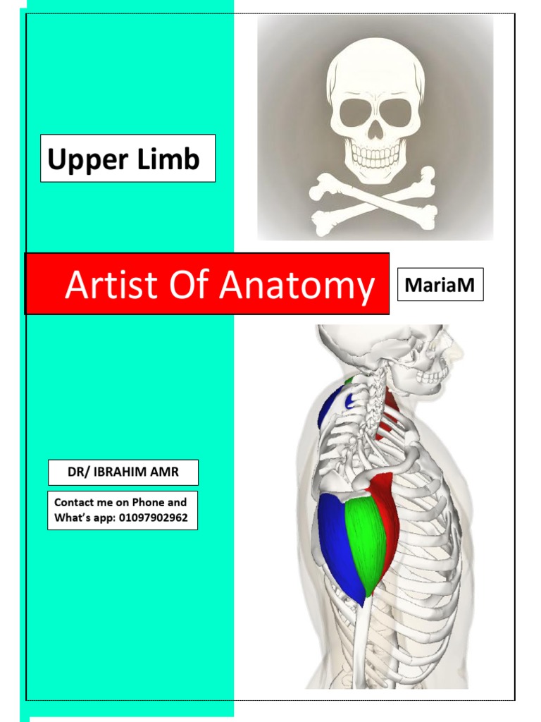 MSK Upper Limb | PDF | Arm | Shoulder