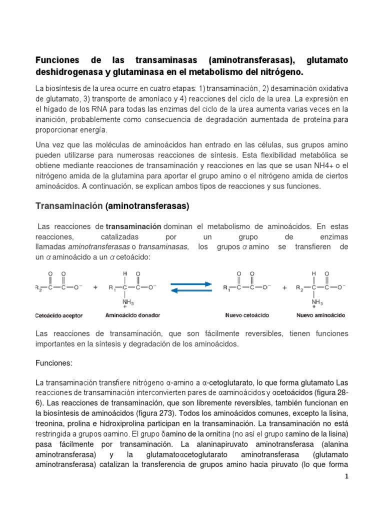 Funciones de las transaminasas | PDF