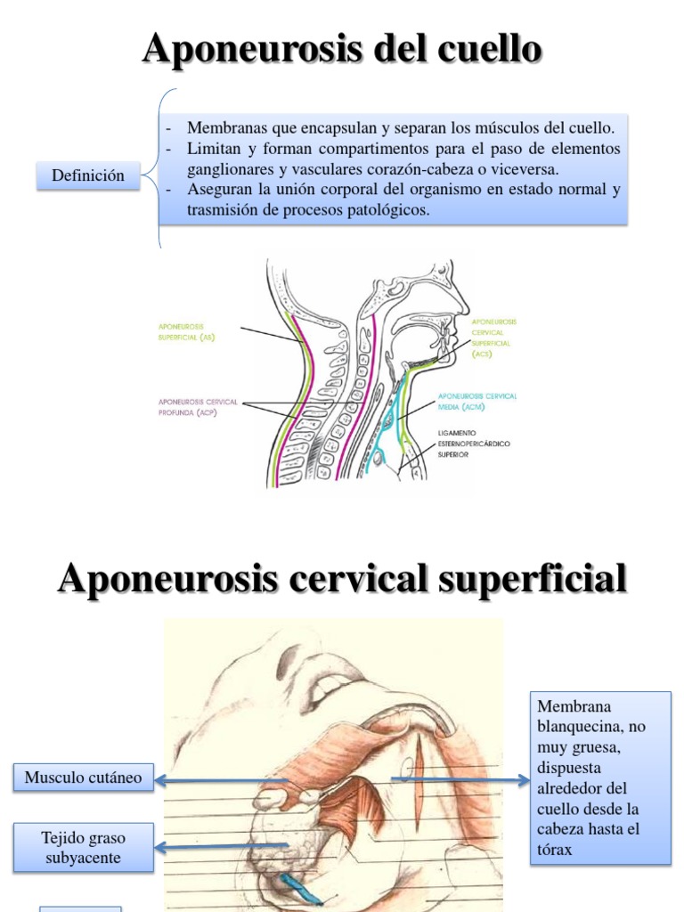 Aponeurosis Cervical SUPERFICIAL Media y Profunda | PDF | Anatomía ...