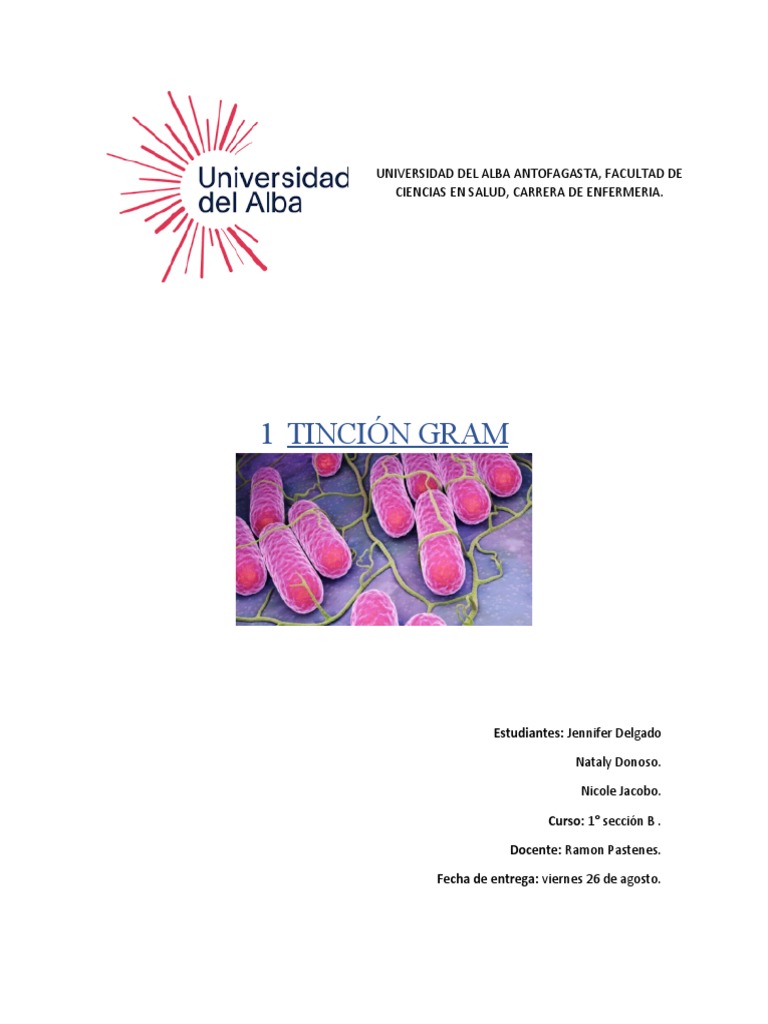 Microbiologia Tincion de Gram x2-1 | PDF | Bacterias Gram-negativo ...