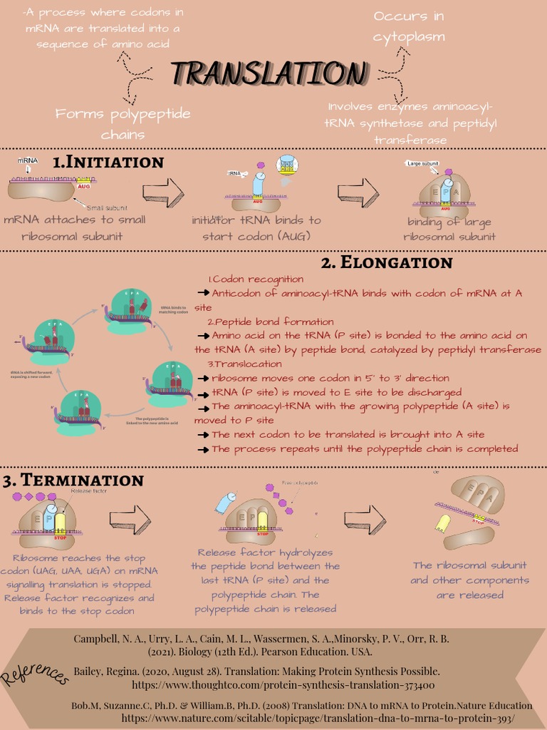 Translation Process | PDF | Translation (Biology) | Ribosome