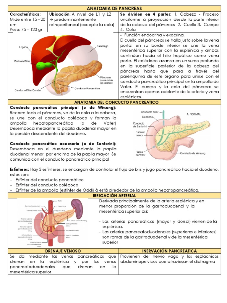Anatomia de Pancreas y Pancreatitis | PDF