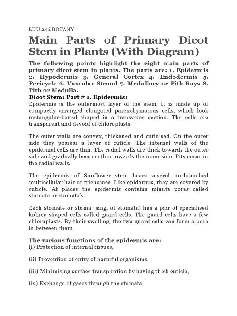 Primary Dicot Stem and Root in Sunflower | PDF
