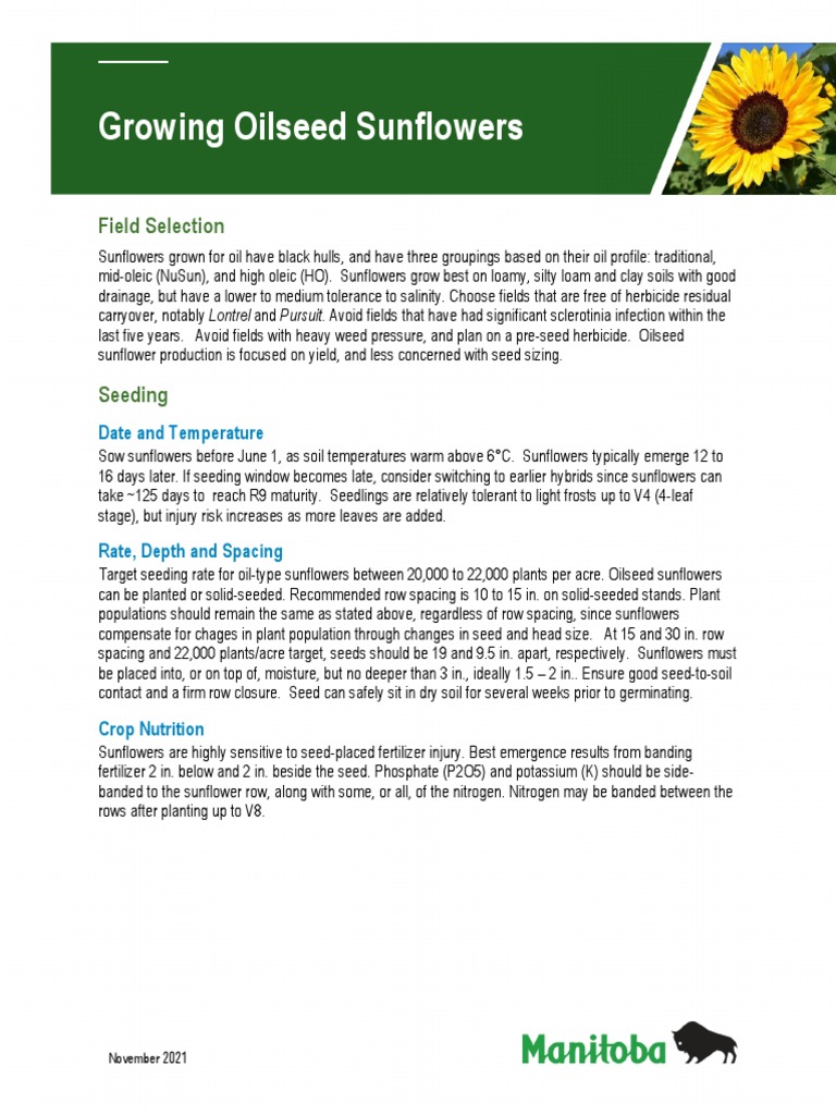 Growing Oilseed Sunflowers | PDF | Fertilizer | Agriculture