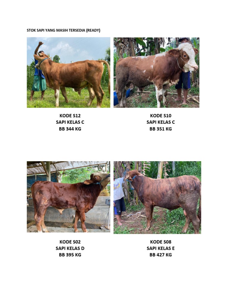 Katalog Sapi Qurban 2023 | PDF