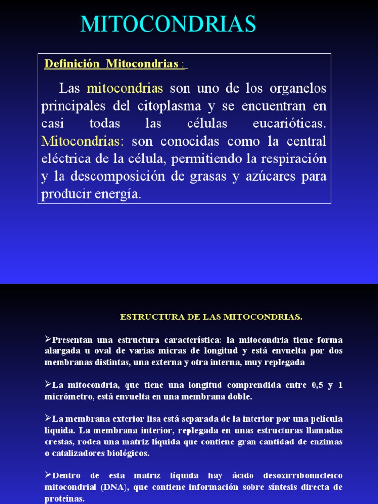 Mitocondrias: Energía y Estructura | PDF | Mitocondria | Biología Celular)
