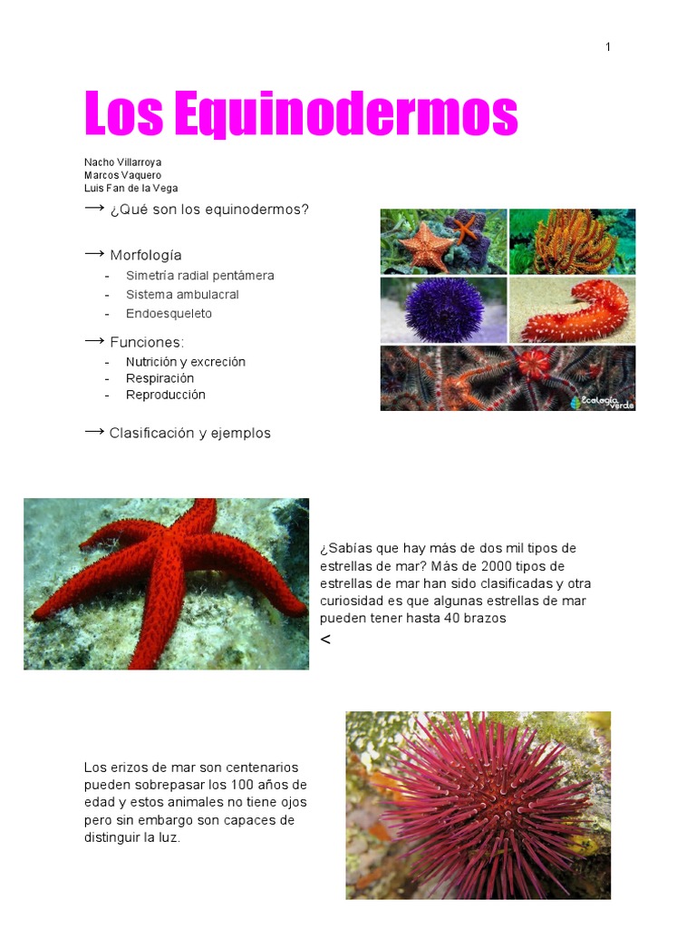 Los Equinodermos | PDF