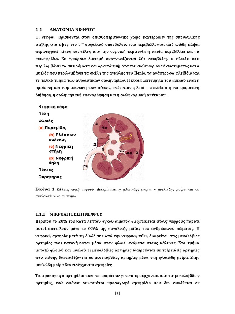 ΑΝΑΤΟΜΙΑ ΦΥΣΙΟΛΟΓΙΑ ΝΕΦΡΟΥ | PDF