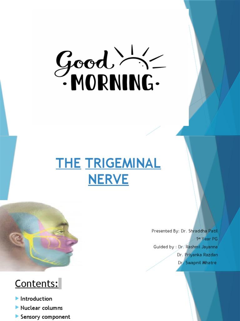 Trigeminal Nerve Overview and Functions | PDF | Human Anatomy | Face