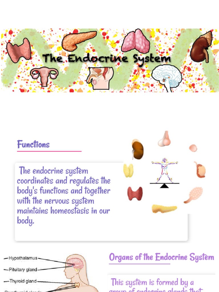 Endocrine System | PDF