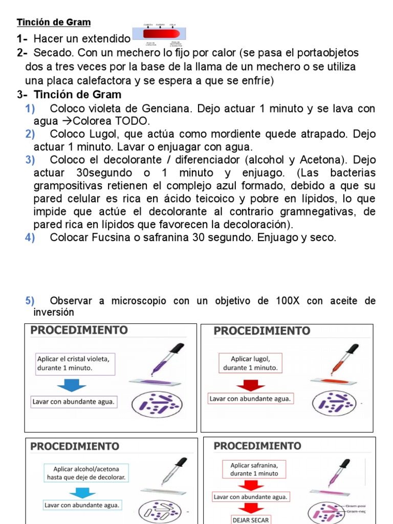 Tinción de Gram | PDF