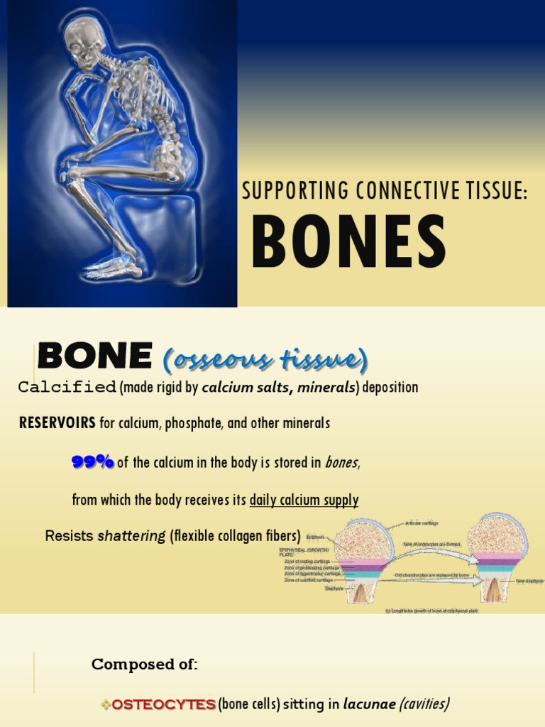 Supporting Connective Tissue Bone | PDF