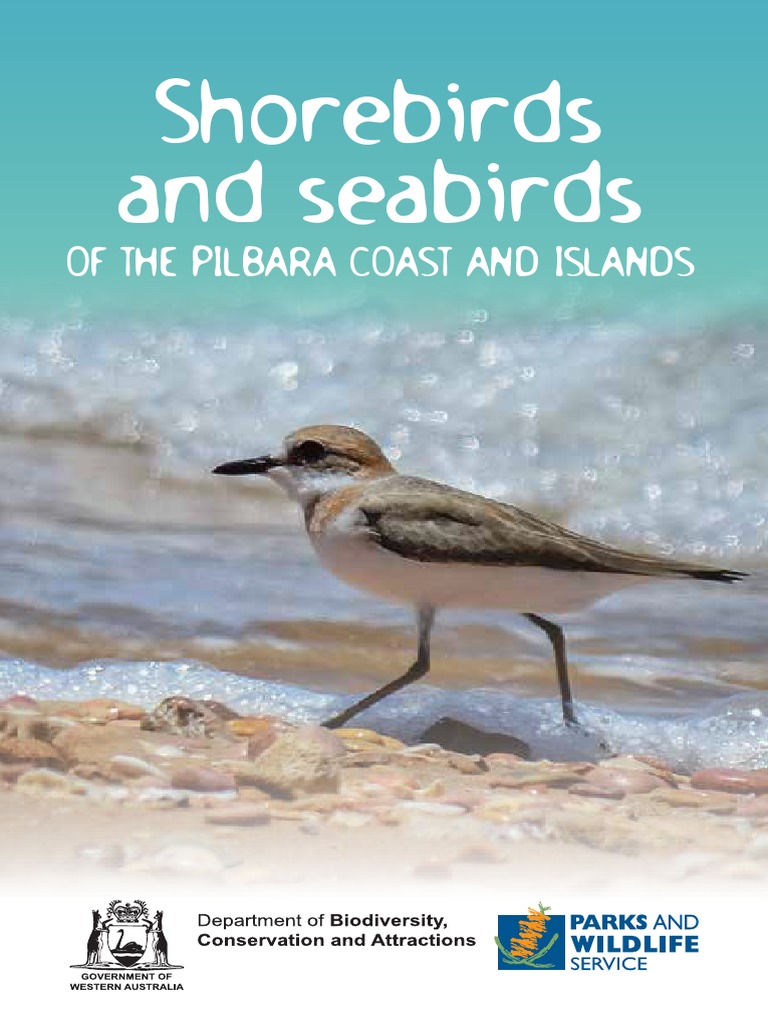 Pilbara Shorebirds and Seabirds of The Pilbara Coast and Islan | PDF ...