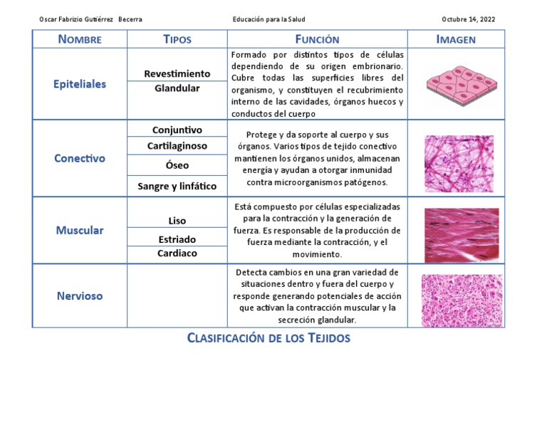 Clasificación de los Tejidos Humanos | PDF | Ciencia y matemáticas
