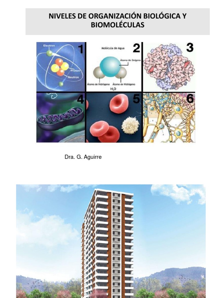 NIVELES DE ORGANIZACIÓN y BIOMOLÉCULAS INORG | PDF | Moléculas | Importar