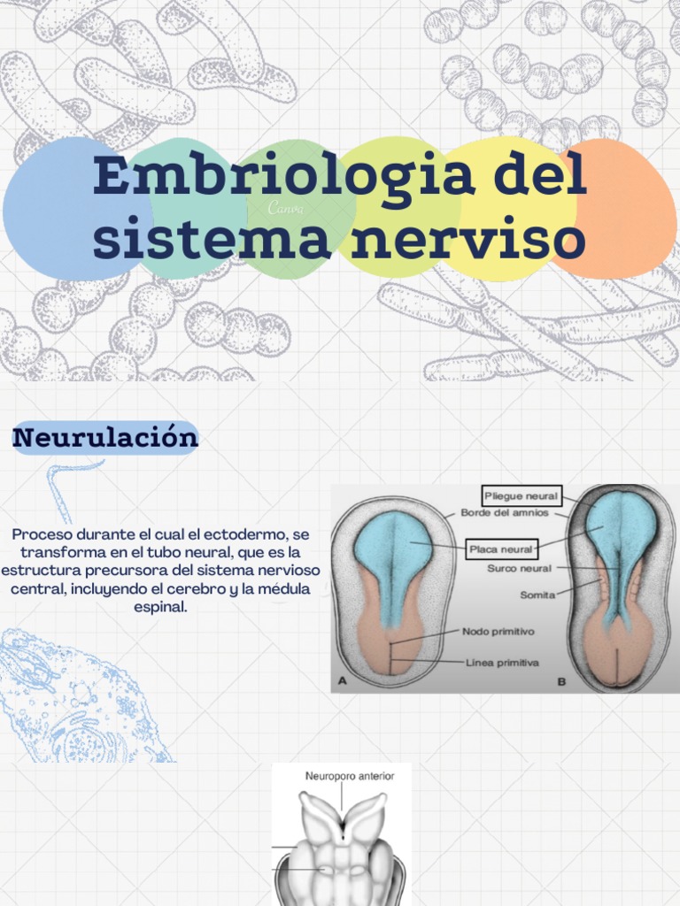 Embriología del Sistema Nervioso | PDF | Sistema nervioso | Médula espinal