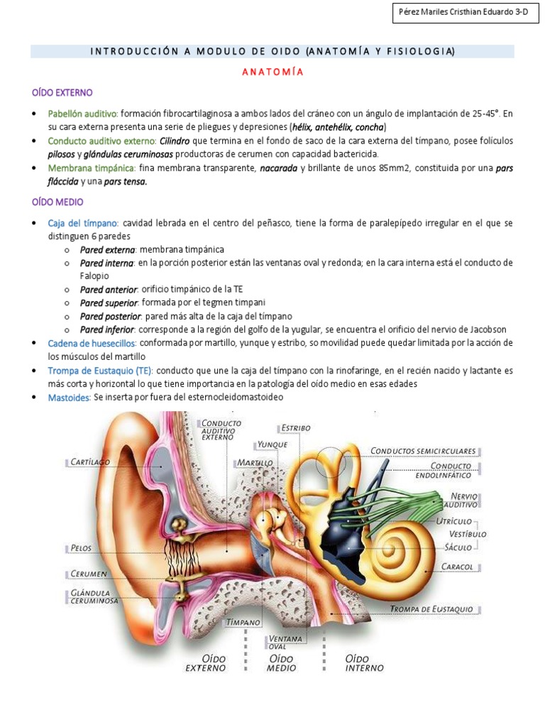 Anatomía y Fisiología del Oído | PDF | Oído | Sistema Auditorio