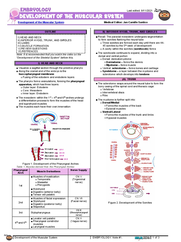 Embryology: Muscular System Development | PDF | Anatomy ...