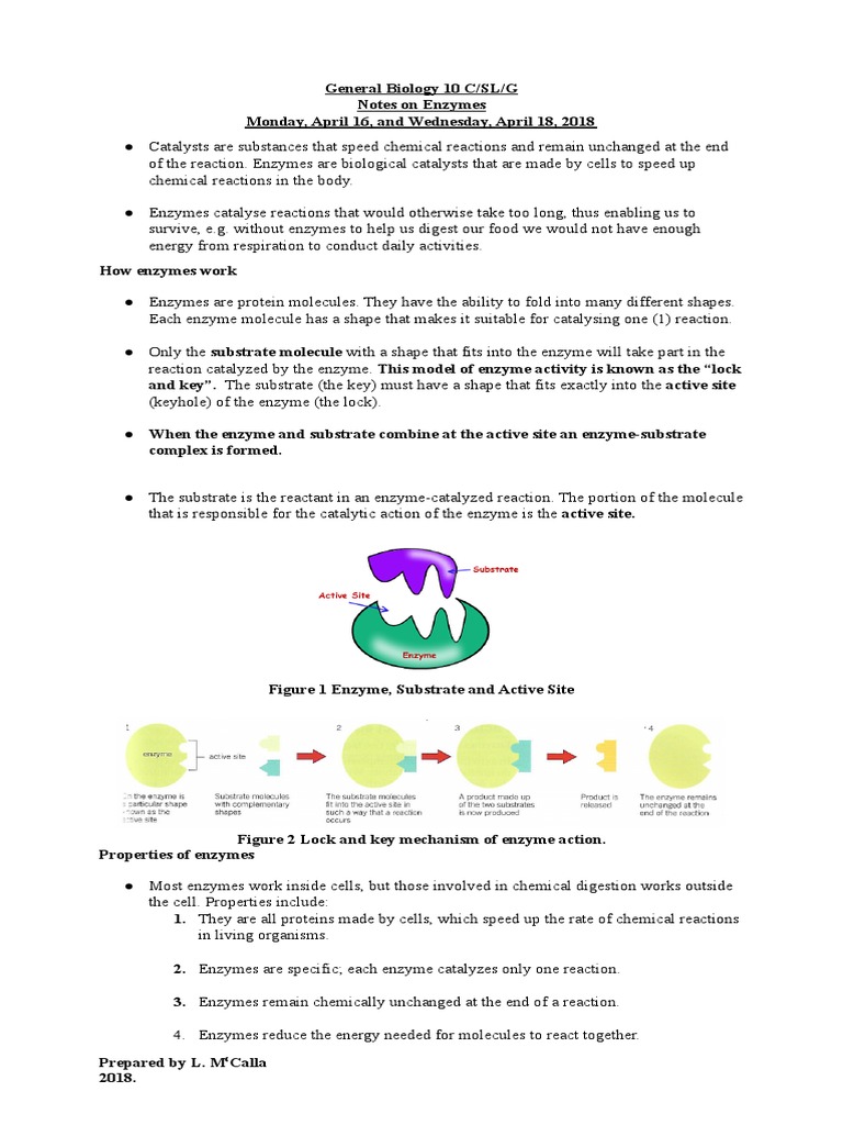 Enzyme Notes | PDF | Enzyme | Active Site