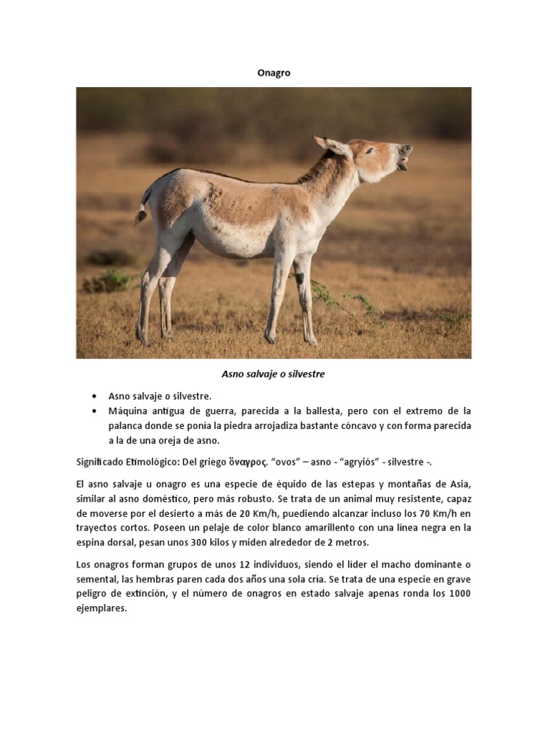 Onagro | PDF | Burro