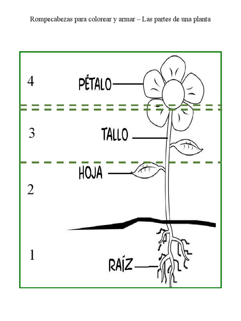 Rompecabezas - Las Partes de Una Planta | PDF