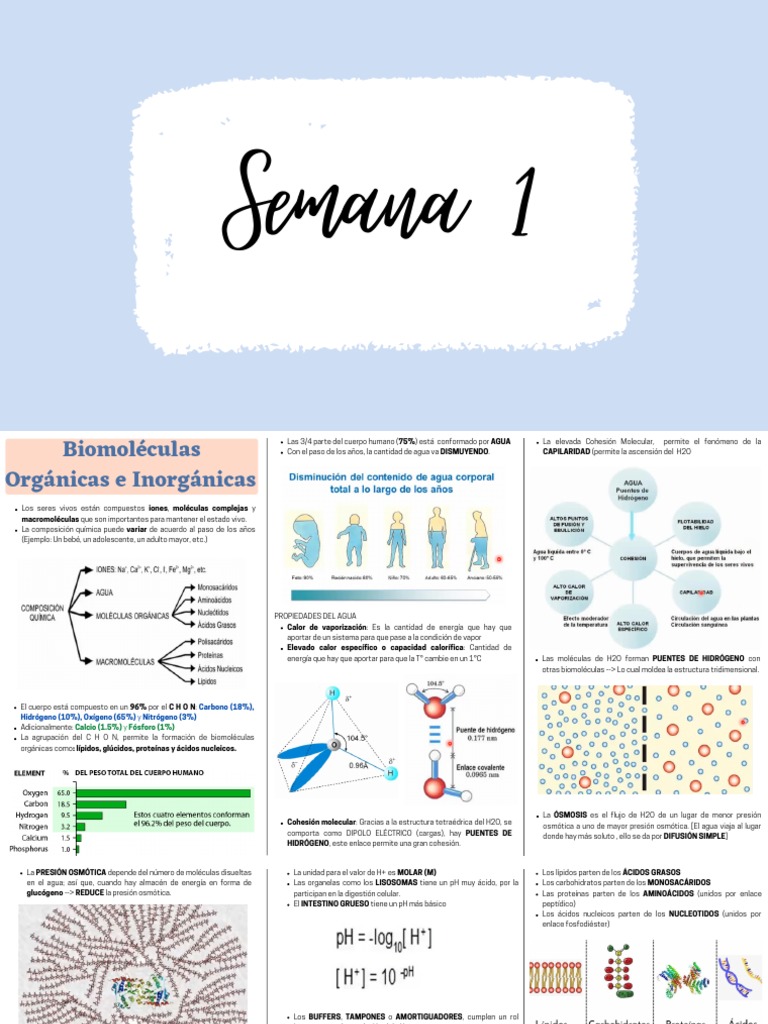 Resumen Biok Teo 1-8 Pract 10-14 | PDF