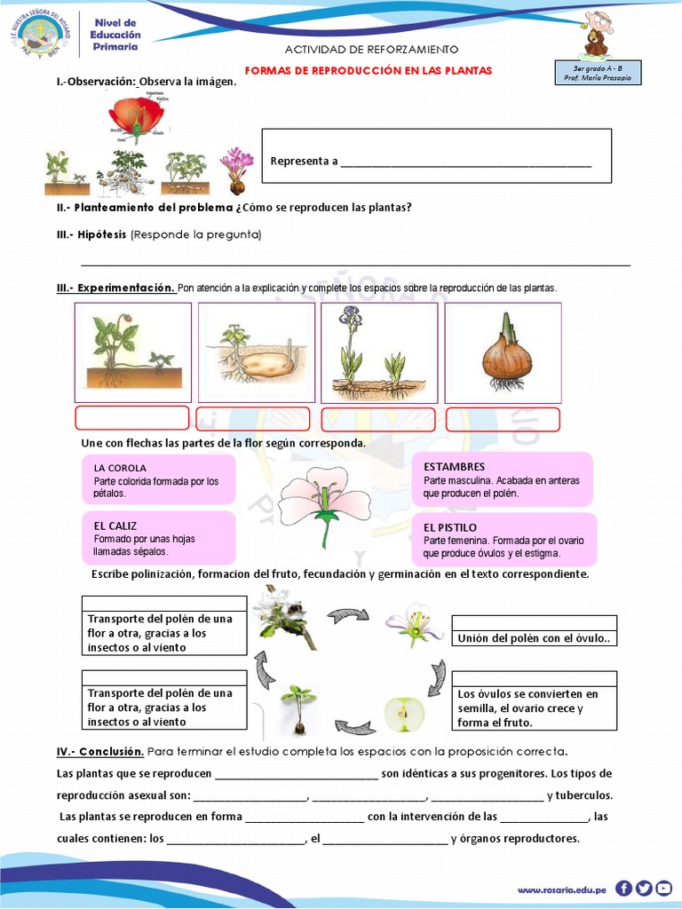 Actividad de Reforzamiento - Formas de Reproducción en Las Plantas | Descargar gratis PDF ...