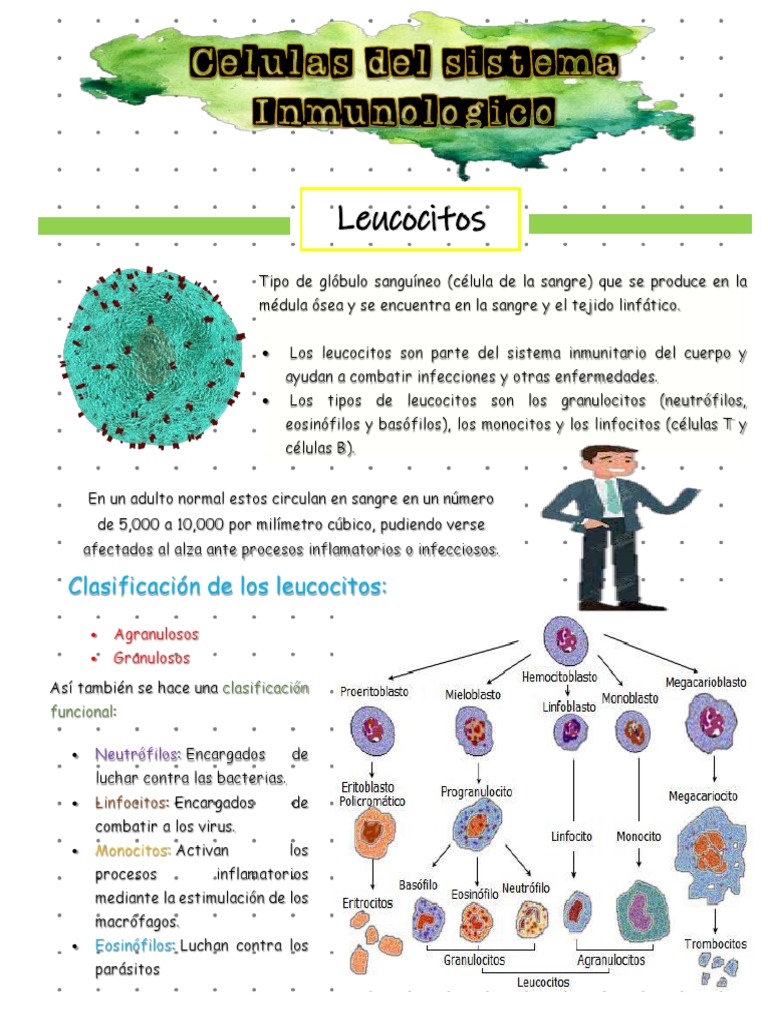 Celulas Del Sistema Inmunologico | PDF | Leucocito | Sistema inmune