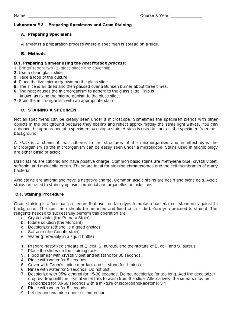 Lab Activity 3 On Gram Staining | PDF