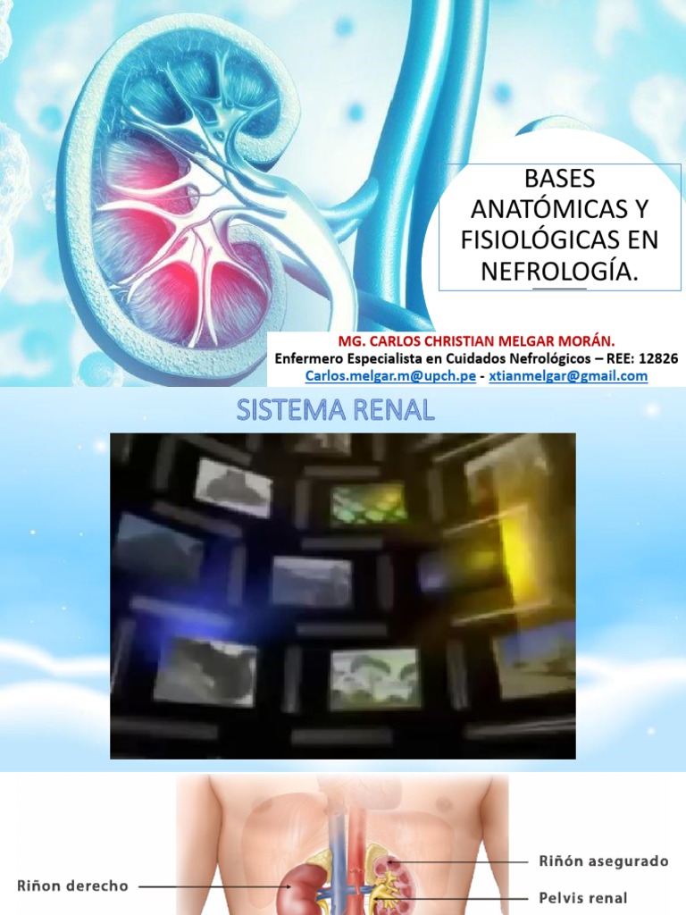 Anatomiafisiologia Renal Nefro Diplo | PDF | Salud y bienestar