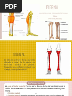 Anatomía de la Tibia y Peroné | PDF | Sistema esquelético | Anatomía humana
