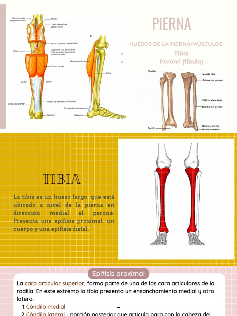 Anatomía de la Pierna: Huesos y Músculos | PDF | Extremidades (anatomía ...