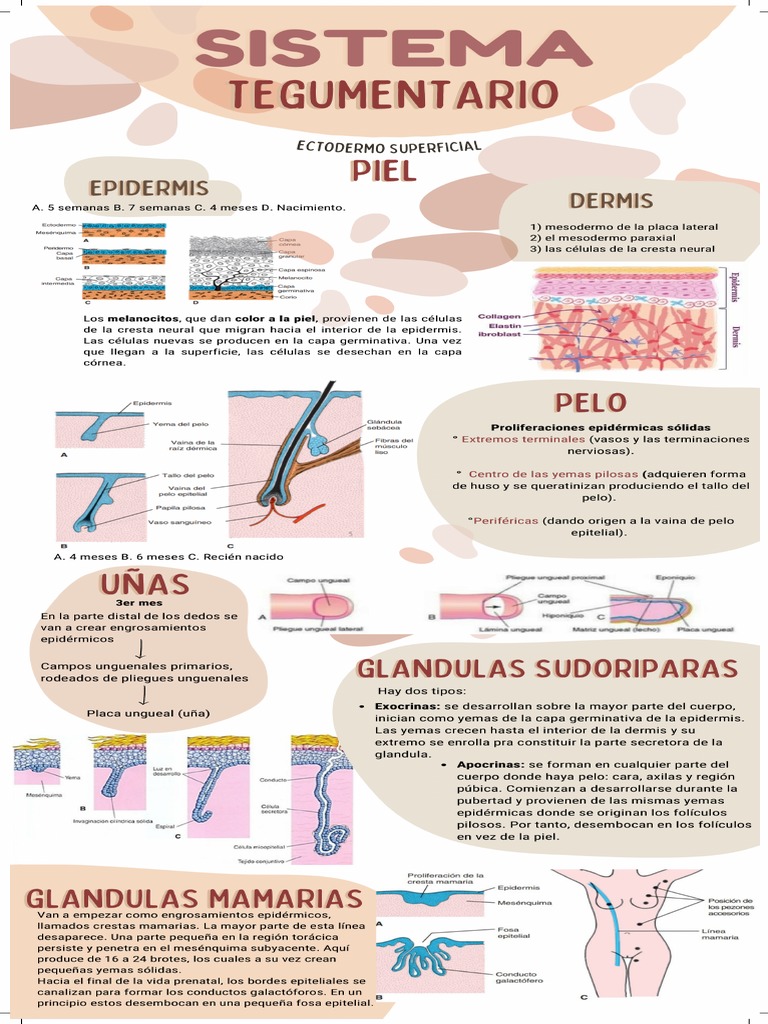 Sistema Tegumentario - Embriología | PDF