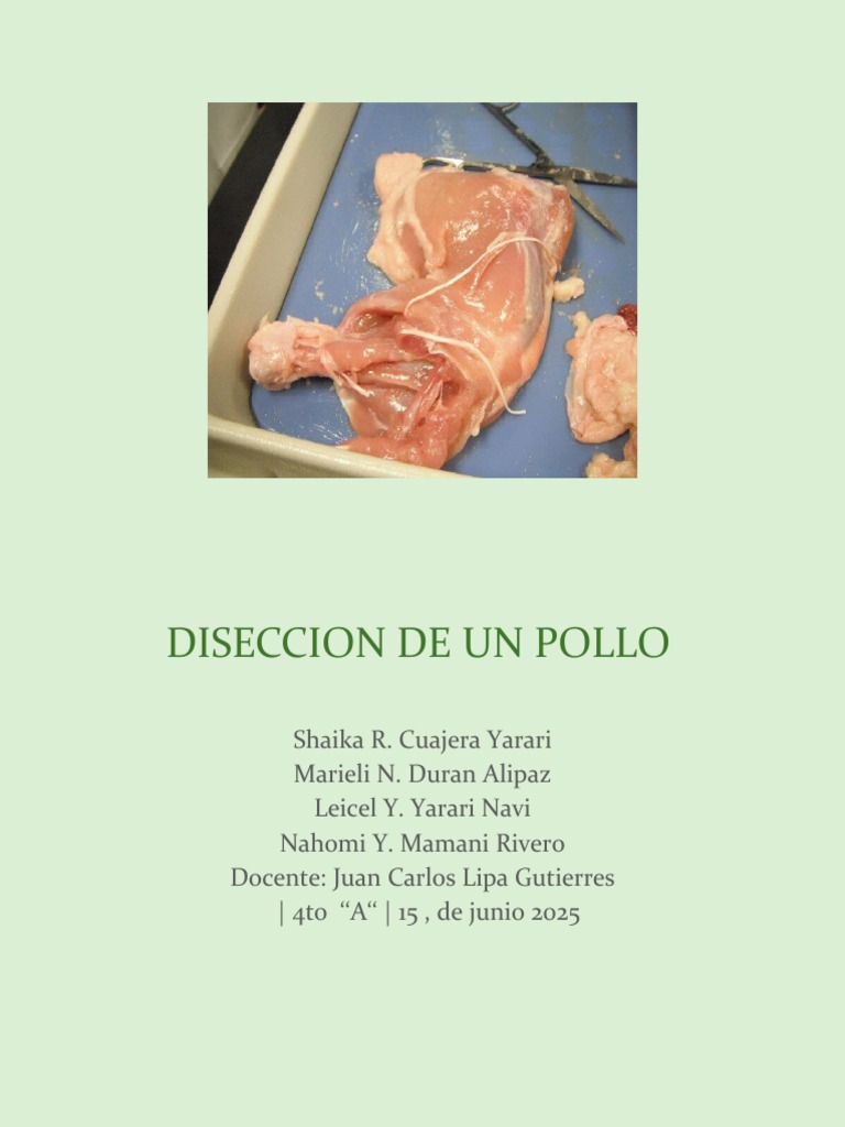 Diseccion de Un Pollo | PDF