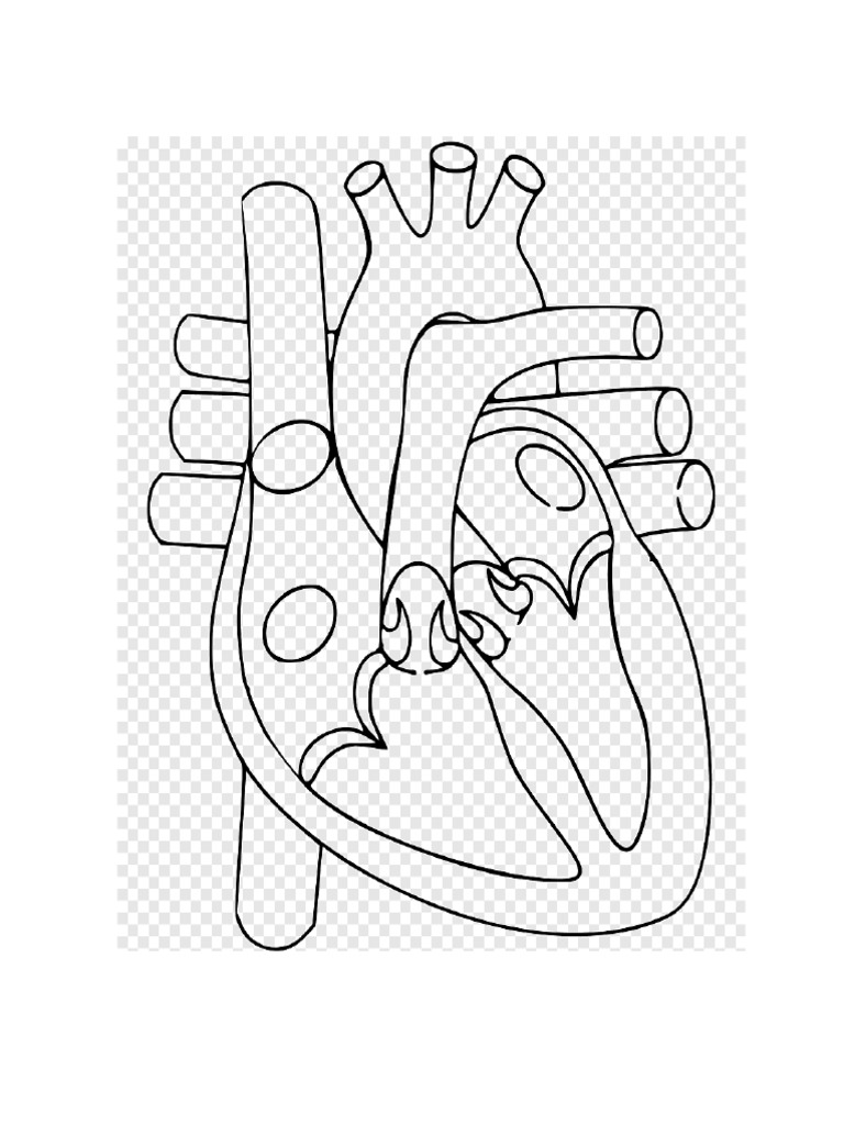 corazon humano | PDF