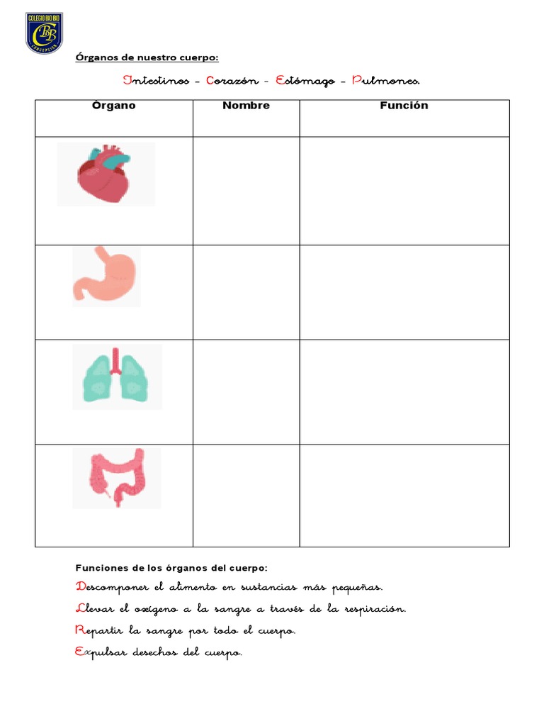 Órganos de Nuestro CuerpoO | PDF
