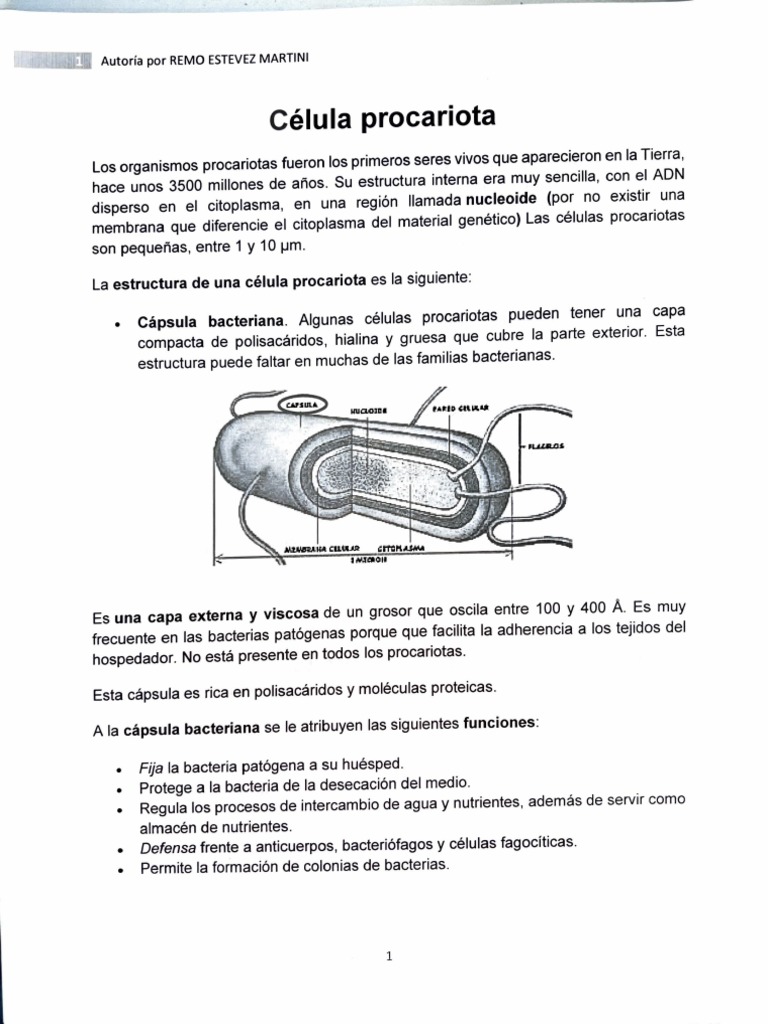 Celula procariota | PDF | Las bacterias | Biología Celular)